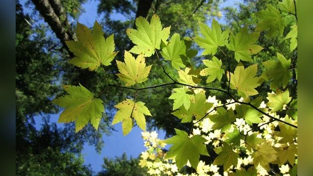 Максим Рильський. «Ластівки літають, бо літається...» (1927). Читає Ярослав Годований