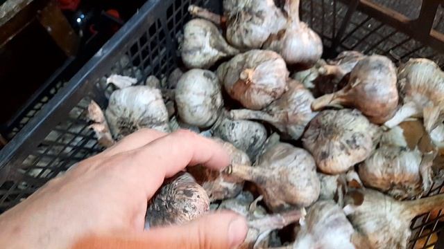 Обзор урожая чеснока