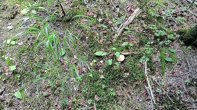 Всякие грибочки 15 июля 2023 года.