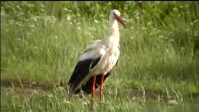 Аист позирует