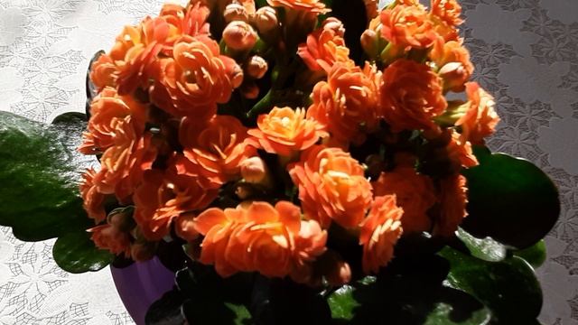 Мой оранжевый каланхоэ