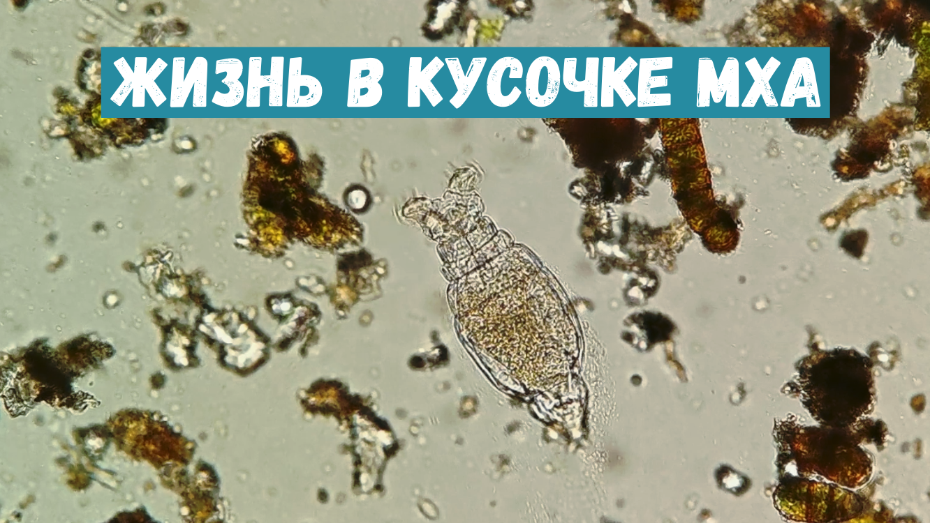 Жизнь в кусочке мха