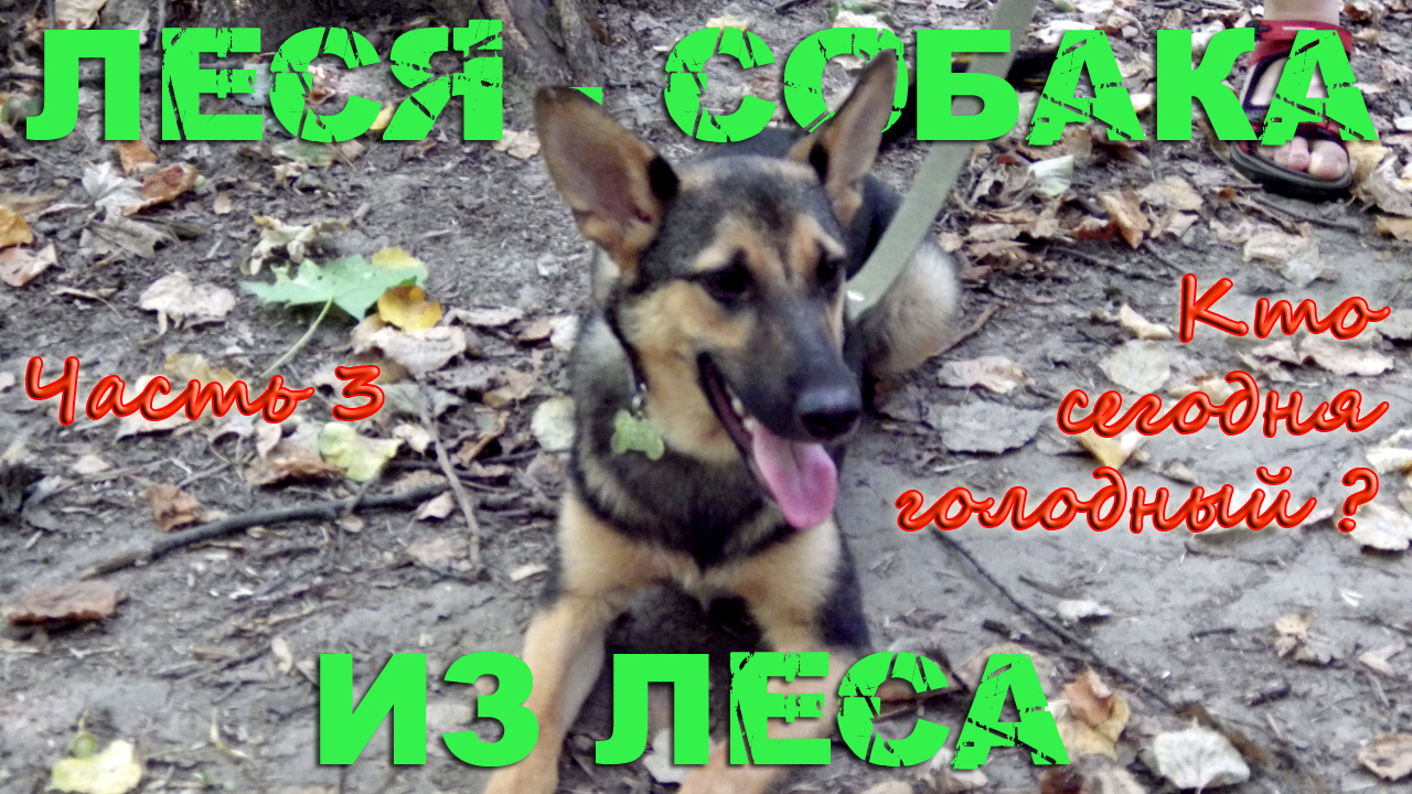 Леся - собака из леса. Часть 3: Кто сегодня голодный? / Мои собаки / Кинология / Зоопсихология