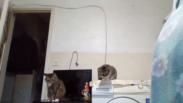 Ап! И кошки в очередь сели. # кошки.