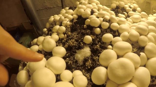 Шампиньоны-выгодный бизнес. Вторая волна.