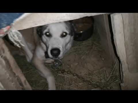 Знакомьтесь это БИМ