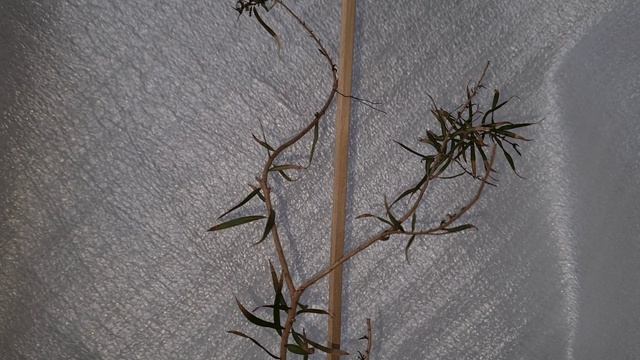 Мелалеука СП 10