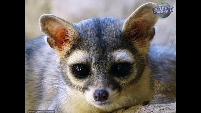 Удивительные соседи. Североамериканский какомицли.