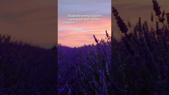 Факт про лаванду