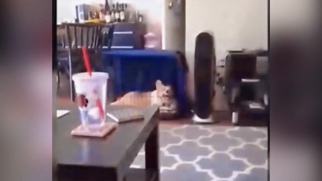 ? Смешное видео при кошек! Смех до слёз! Смешное видео с животными! ??? Собака жжёт! ???