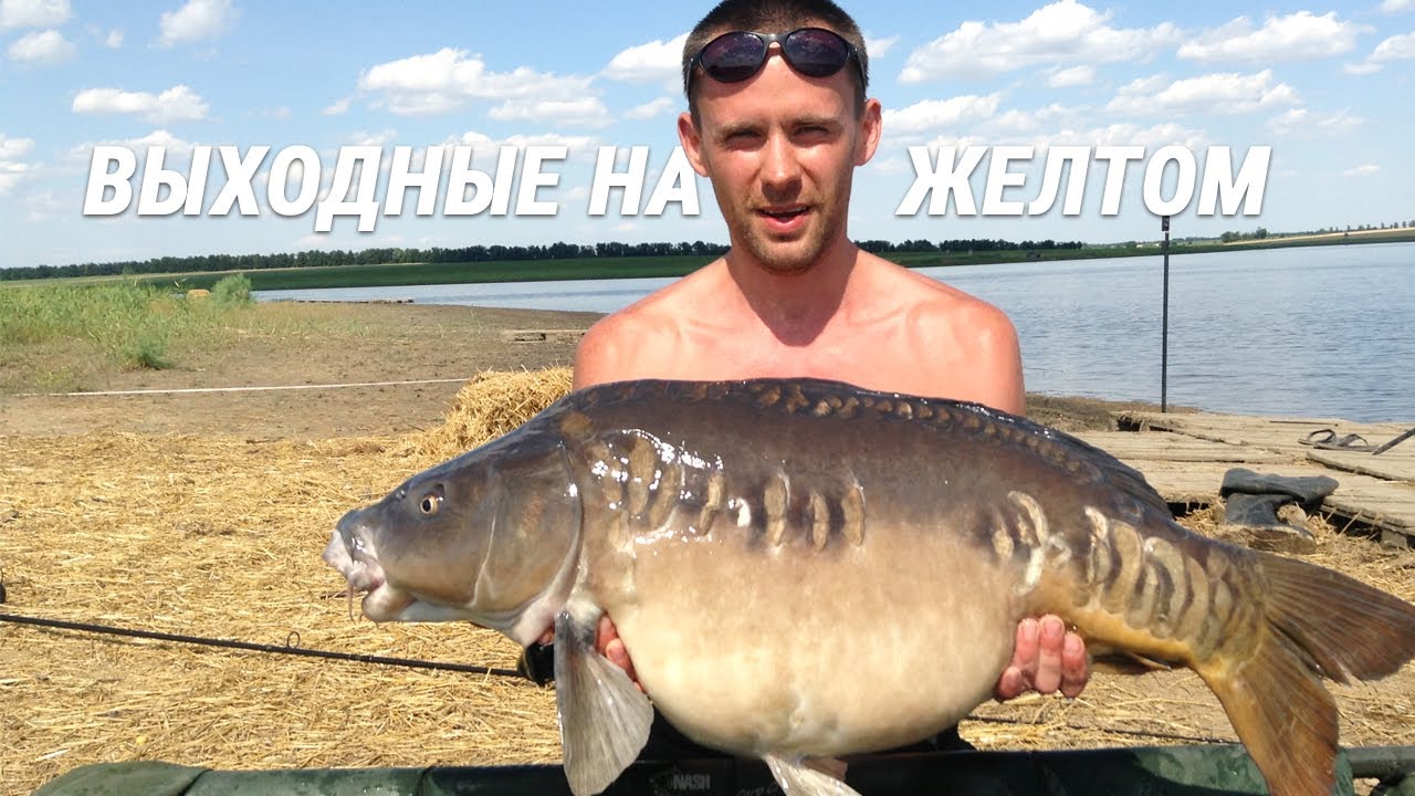 Ловля карпа. Рыбалка на Желтом. / Александр Харланов