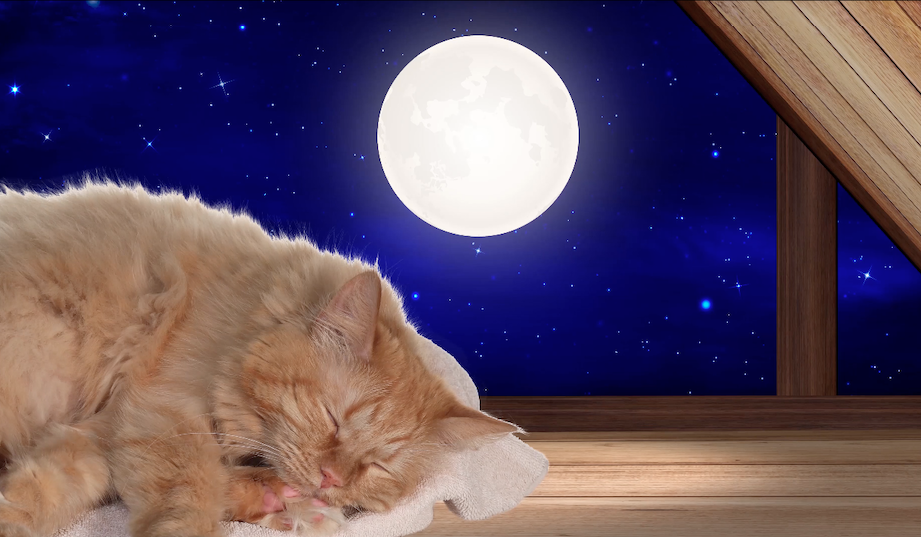 Самая красивая колыбельная для быстрого Засыпания малышей с милым котиком![Марсиком]. 4 часа.