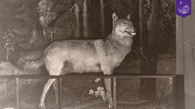 История экспозиции