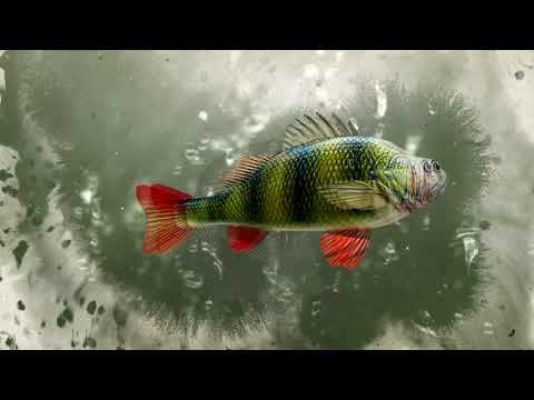 Рыбалка. Щука , ужин на природе. Полное видео есть на канале.