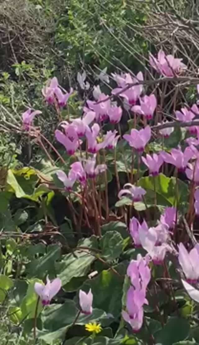 Дикие  цикламены Израиля!!!