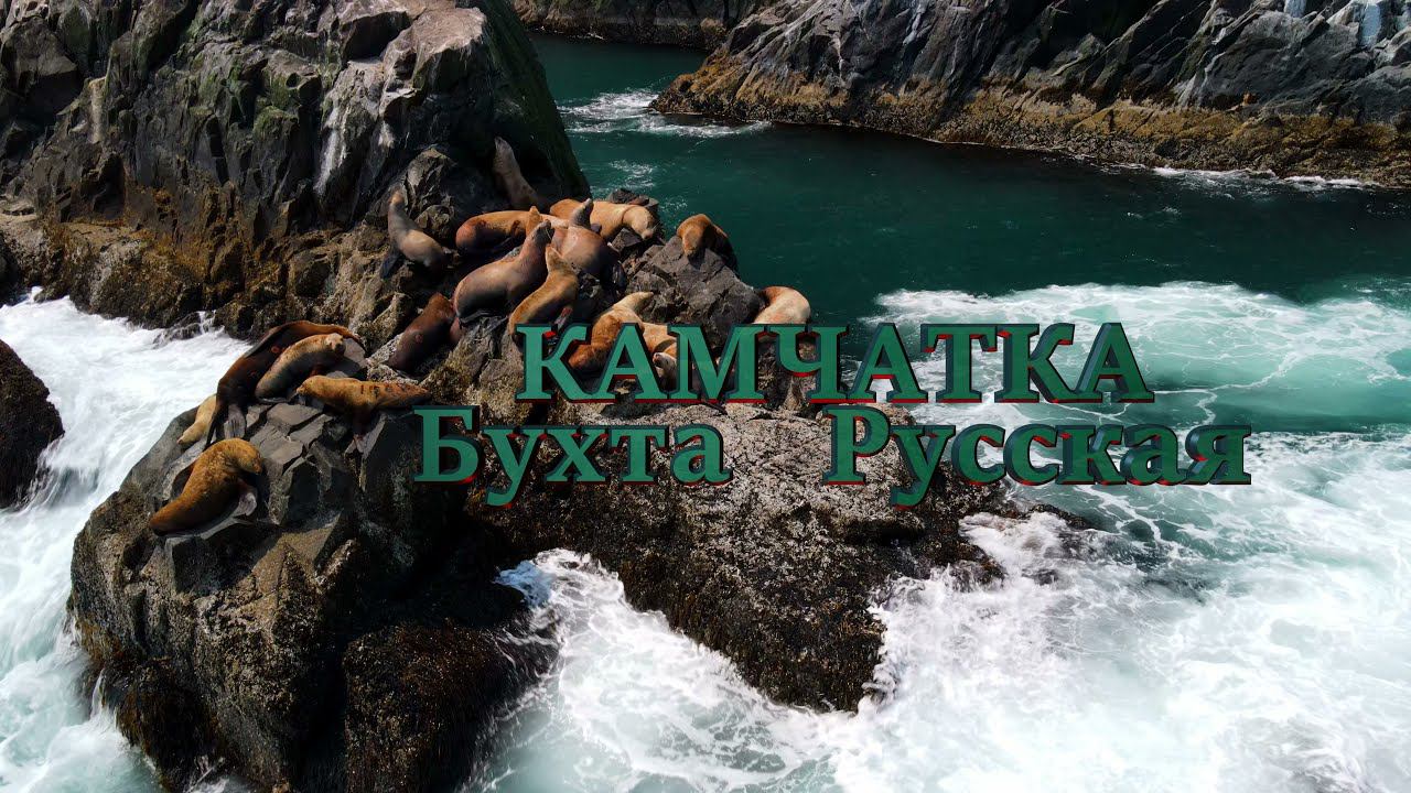 Сивучи. Камчатка - Бухта Русская. Дайвинг с сивучами.