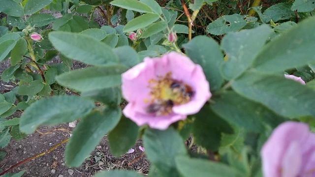 Трудовые пчелки и шмель весело собирают нектар.