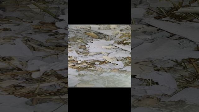 Серые песчанки Дина и Марина