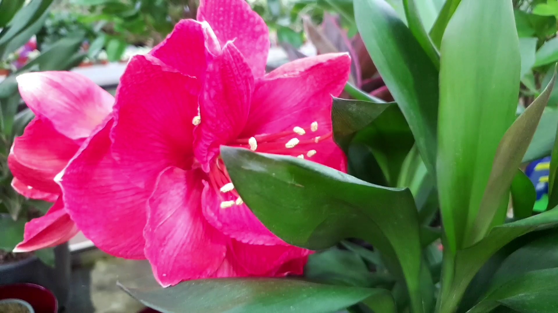 ⚘ОБИ?Новый Завоз Цветов