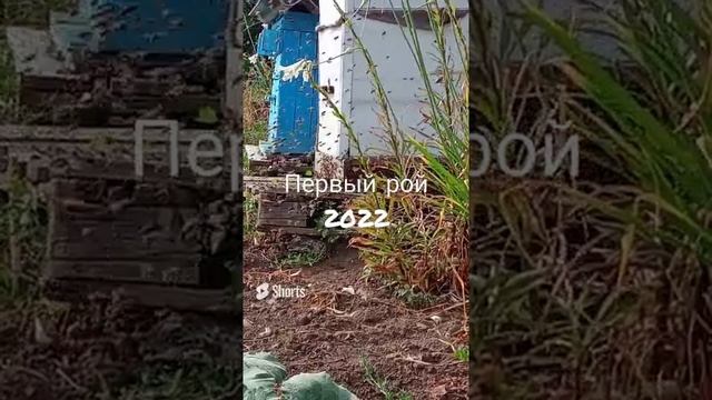 первый рой 26 06 22