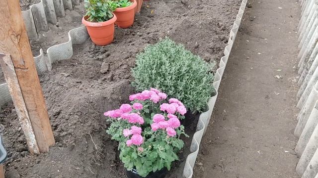 Как сохранить хризантему мультифлору зимой.5 способов хранения, выбирай любой!