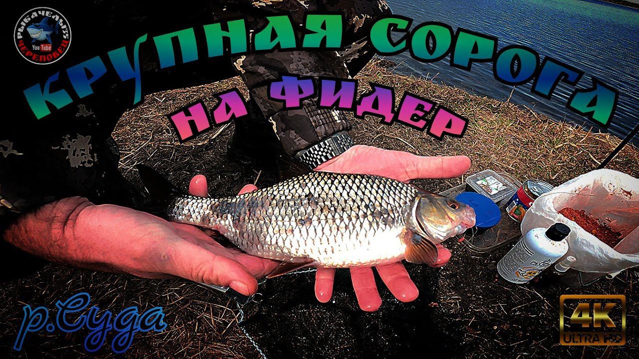 #РыбаЧелы35 в "4К"с фидерами на р.Суда!АХОООТА на БАТОНЫ! ЗМЕИ АААТАКУЮТ РЫБАКОВ!Сорога в АПРЕЛЕ !!!