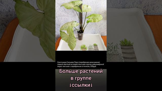 20.05.24 #Растения почтой🌿Липецк🌸Аглаонемы🌿🌸Эпипремнумы🌿Филодендроны🌸Орхидеи🌿Сингониумы🌸