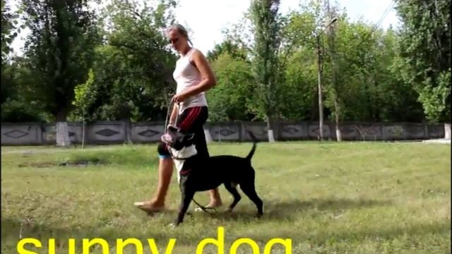 Опасны ли собаки бойцовских пород