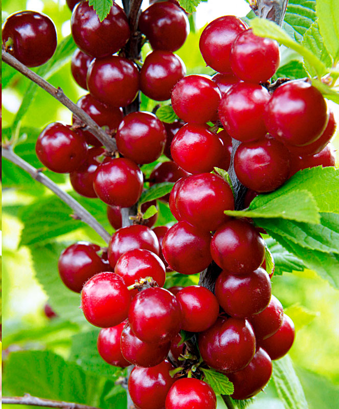 Вишневый сад.Спички детям не игрушка.