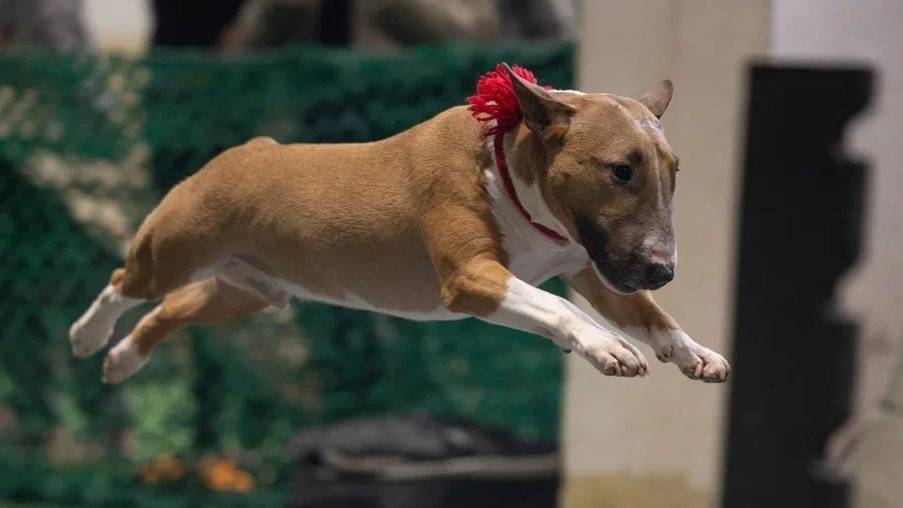 Миниатюрный бультерьер Маки на соревнованиях по пит-стафф многоборью DogsEnergym в Санкт-Петербурге
