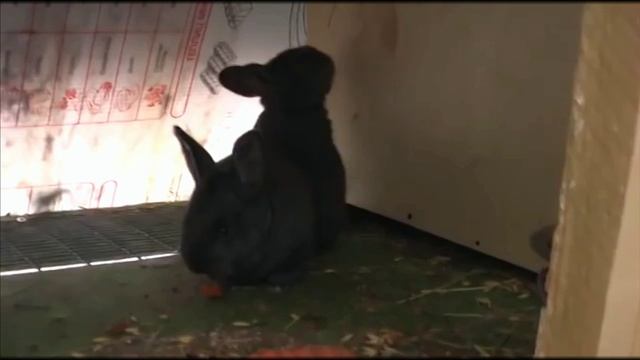 Кролики шед 4