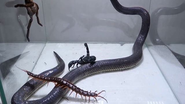 Бои за жизнь! Змея против Тарантула и сороконожки.  Главный закон природы в действие!