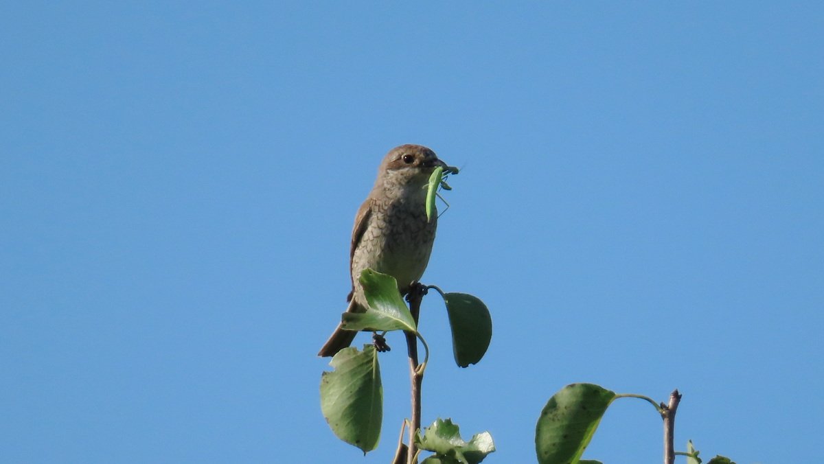 Жулан с богомолом, юные синички, дрозды, воробьи