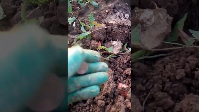 _Фартовому_ копателю фартит всегда