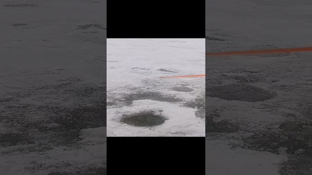 Окунь не даёт покоя.