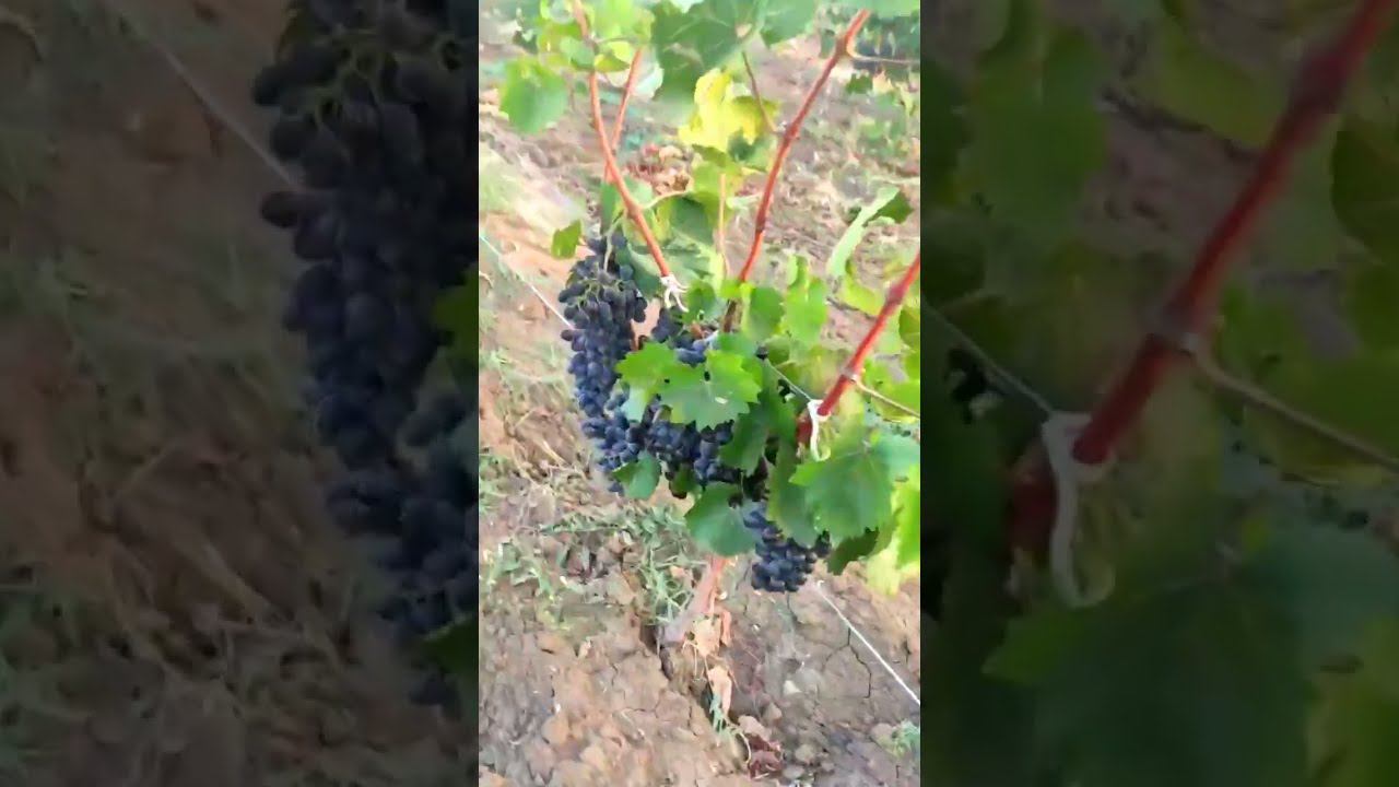 Виноградники Дагестана. Урожай созрел