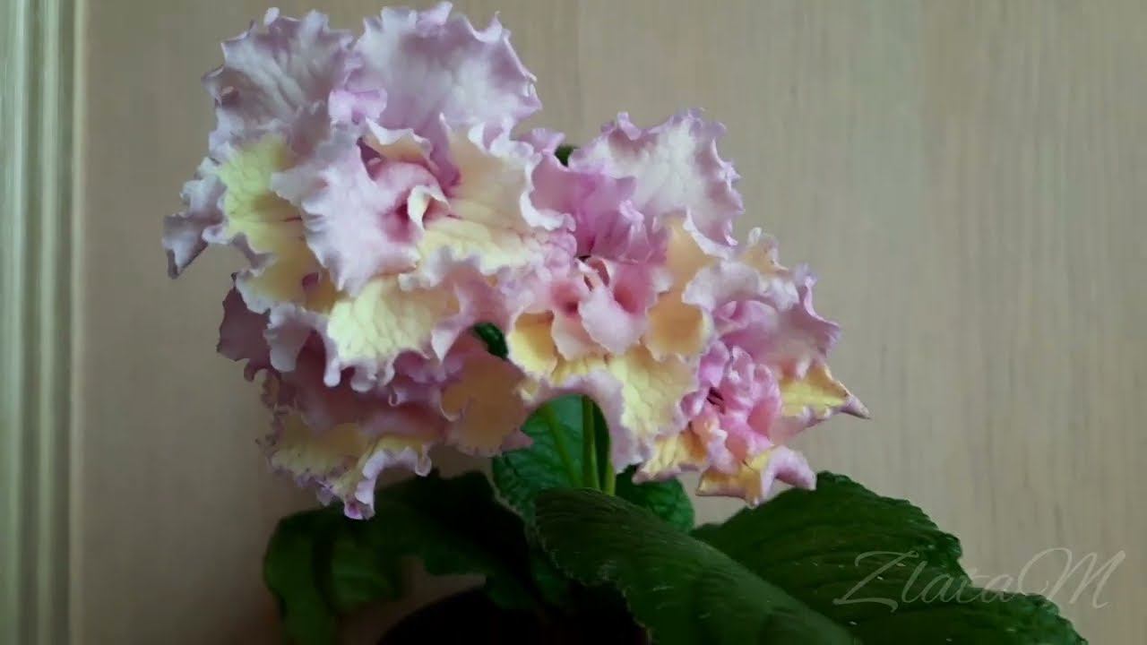 Стрептокарпус ZM-Маршмеллоу.