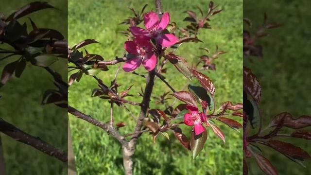 8 причин сажать деревья!