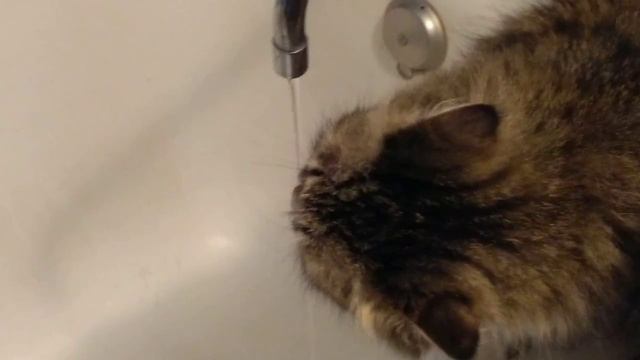 A cat at a watering place