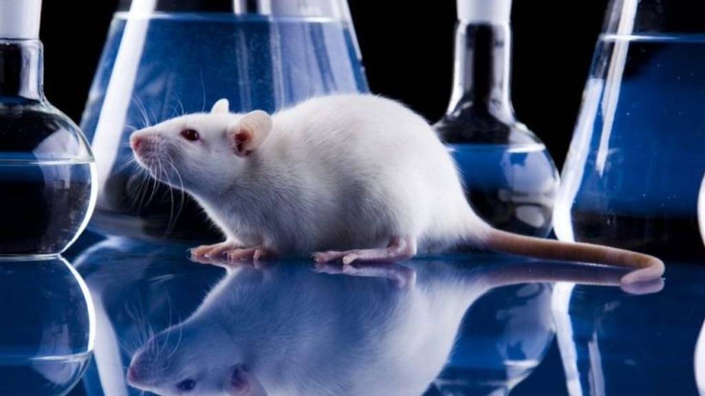 Вредный мышонок