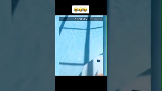 Смешное видео про забавных котов и веселых животных