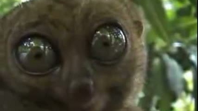 Зверек с большими глазами