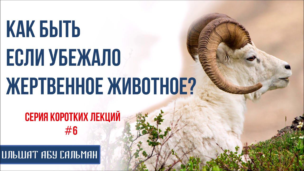 Ильшат Абу Сальман. Как быть если убежало жертвенное животное? Серия лекций Курбан-Байрам