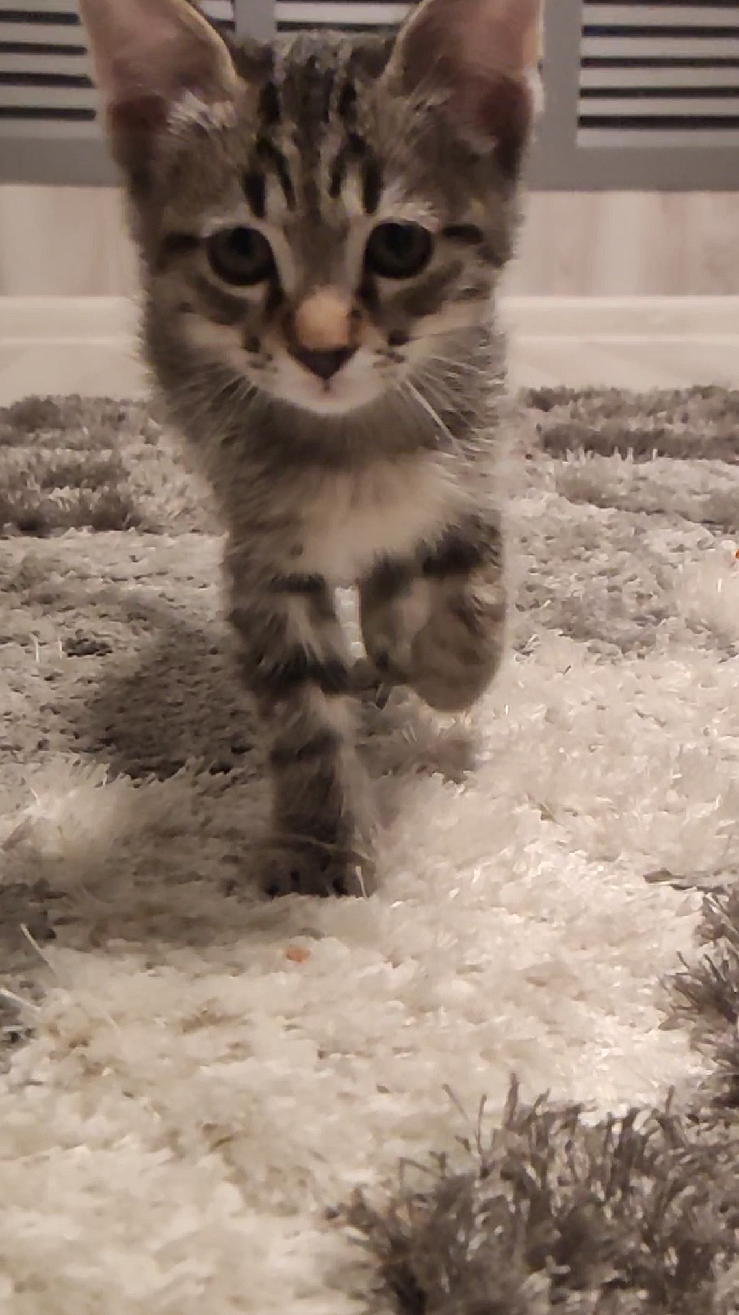 Малыш котик