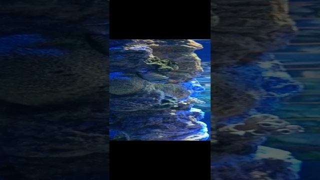 океанариум Спб Питер аквариум рыбки рыбы аквариумы аквариумные аква под водой подводный мир вода