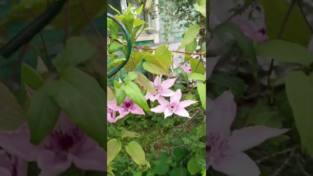 Красота. Цветы. Дача Клён. Волоколамский район. 09 июля 2024. Автор видео Pion4k. Часть 1.