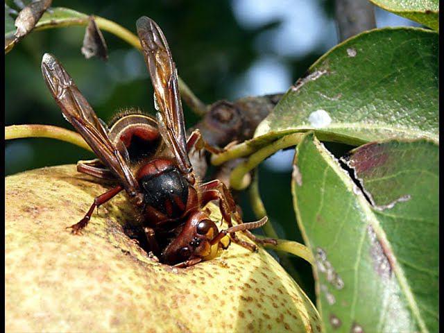 Оса - сладкоежка))