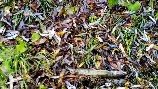 Рыбалка на налима. Проверка закидушек 16.10.23г