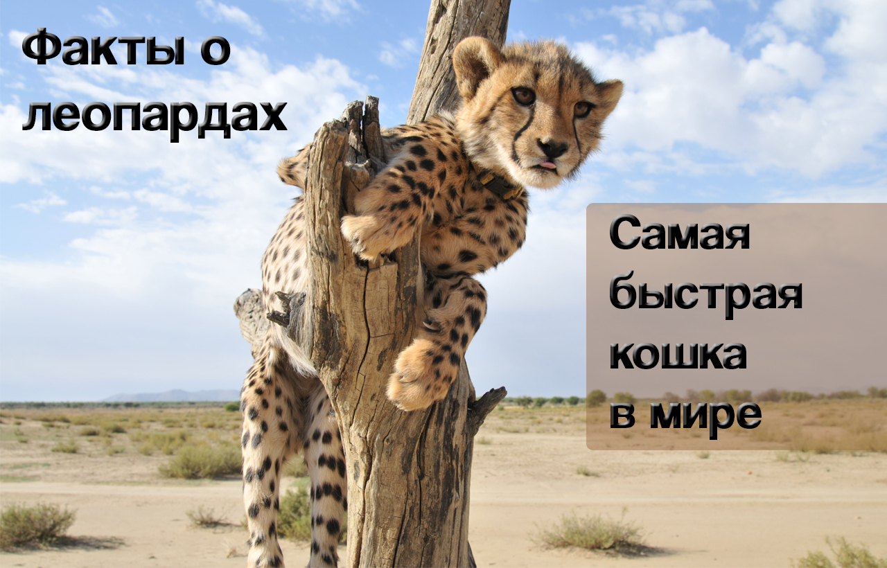 Правда ли что гепарды самые быстрые в мире? Факты о гепардах.