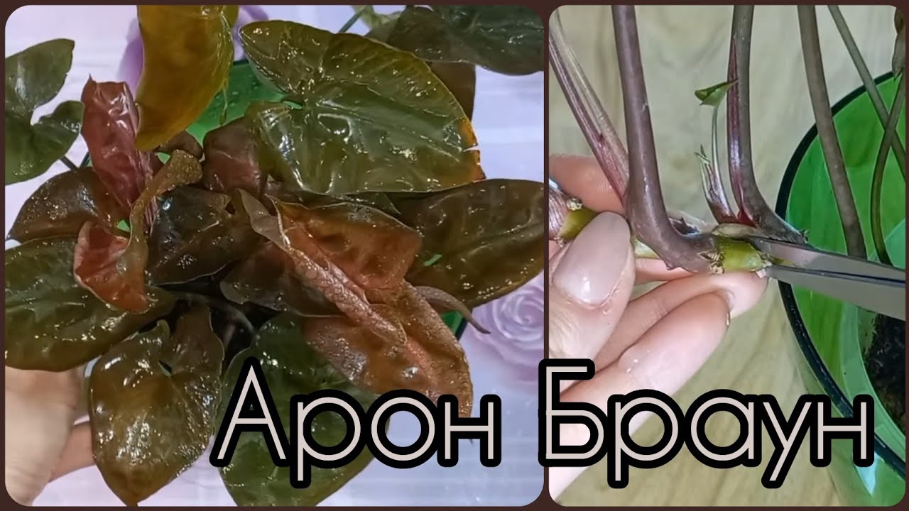 Шоколадный СИНГОНИУМ Арон Браун?Брокант?Формирование куста?Посадка?Размножение?Грунт?Полив?